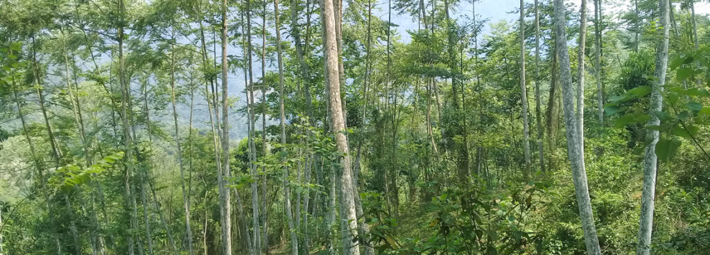 What is Benjoin Siam Gum - benjoinsiam